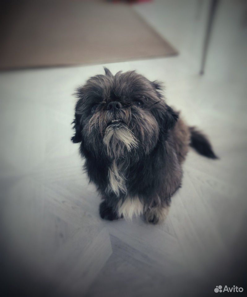 Отдам Ши-тцу