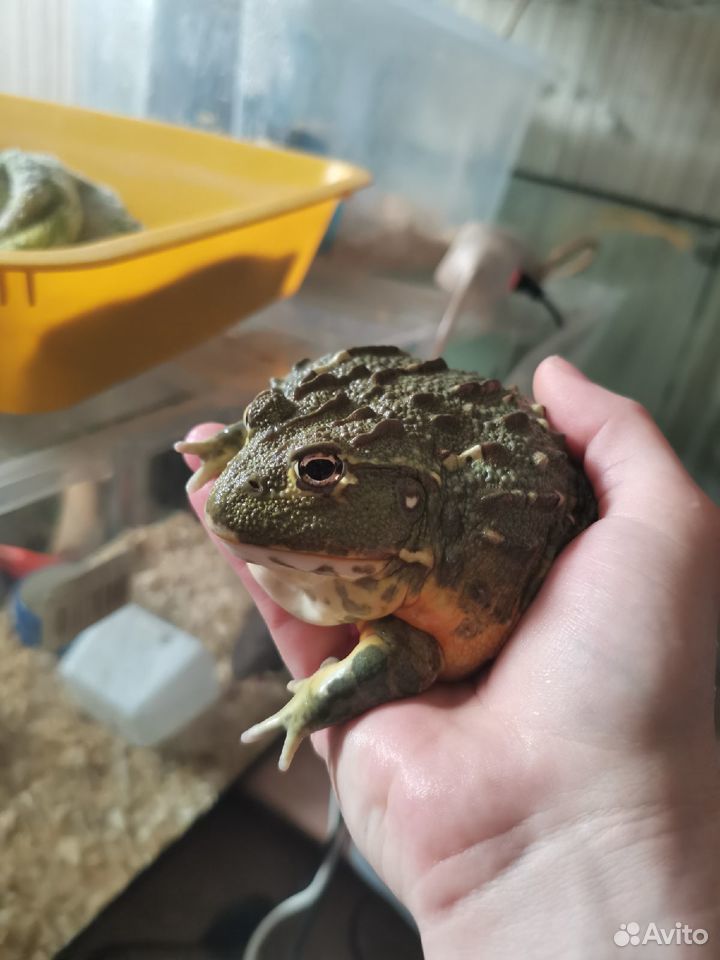 Лягушка водонос