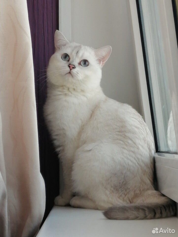 Вязка с котом