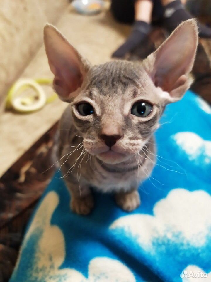 Котёнок сфинкс