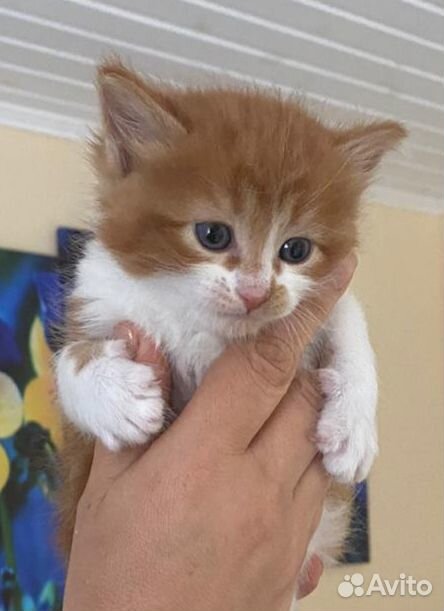 Маленький рыжик Феденька ищет дом