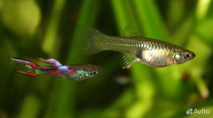 Гуппи в добрые руки