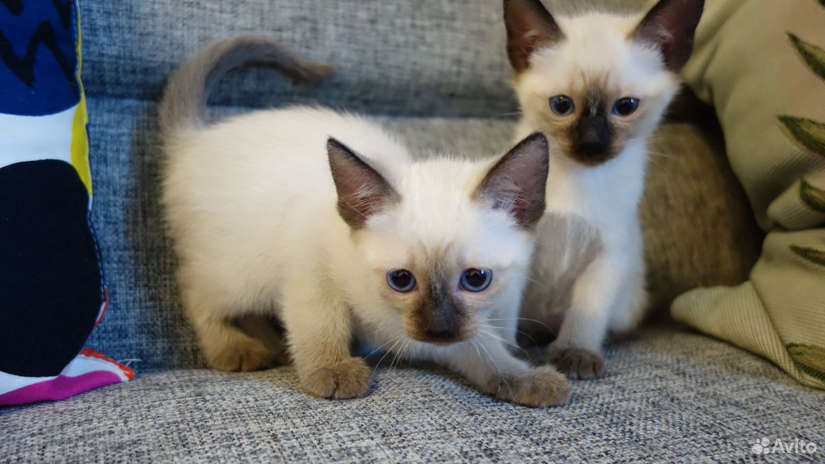 Тайские котята (2 кошки)