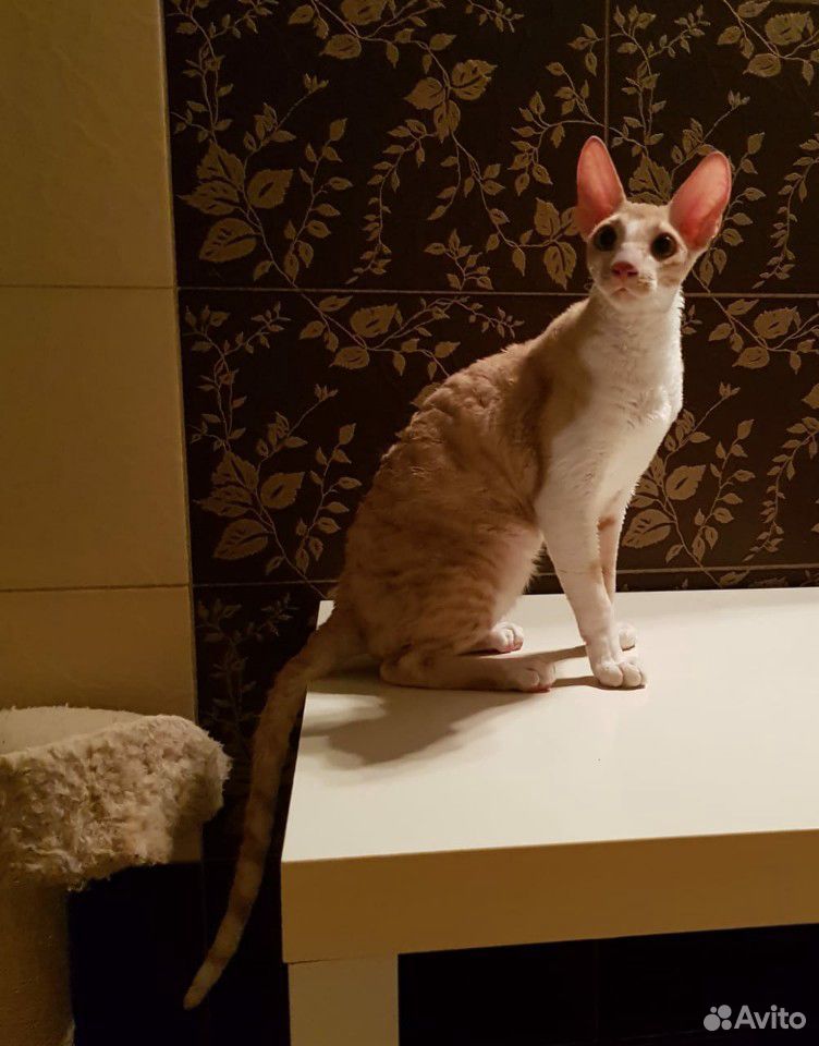 Корниш-рекс котик