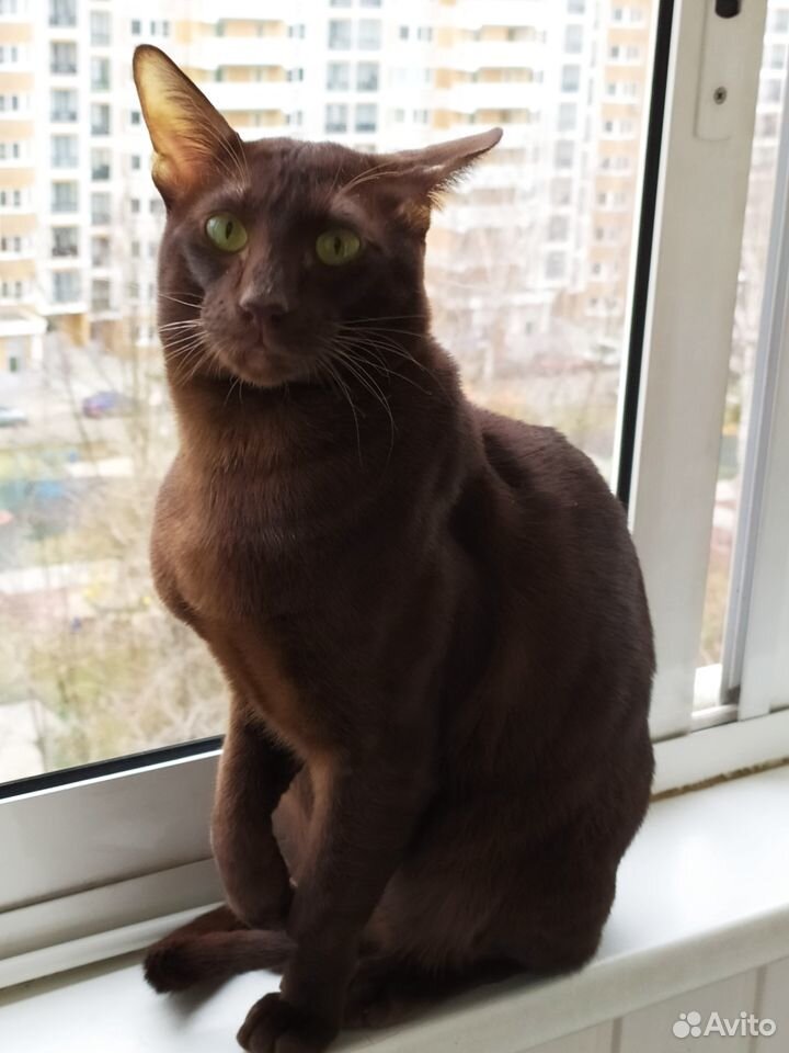 Кот-ориентал ищет пару