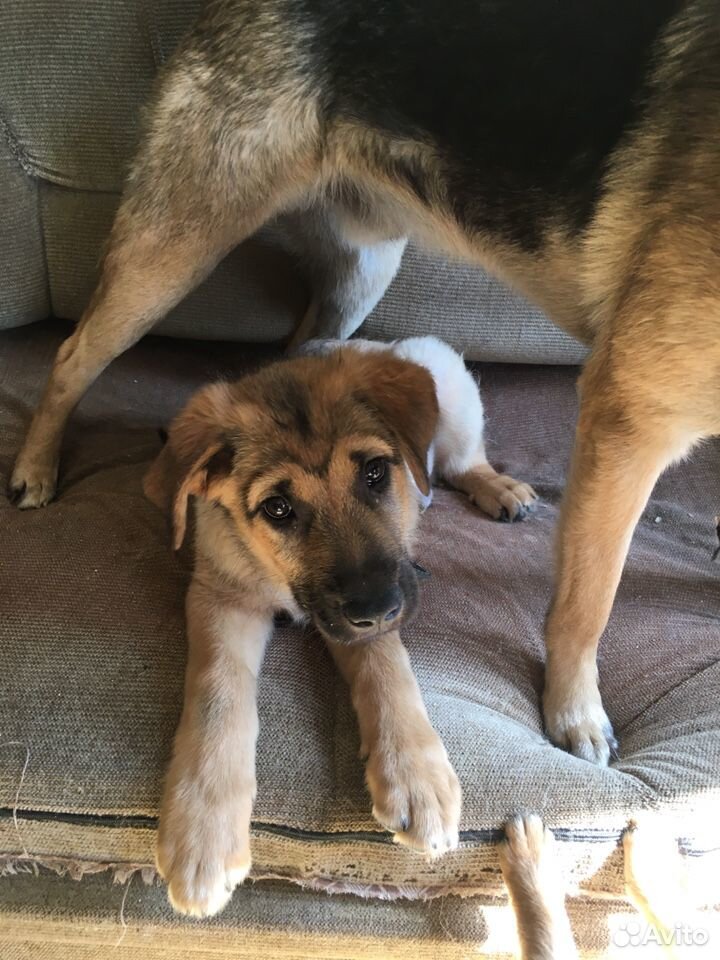 Ручной и Ласковый щенок Богдаша в добрые руки