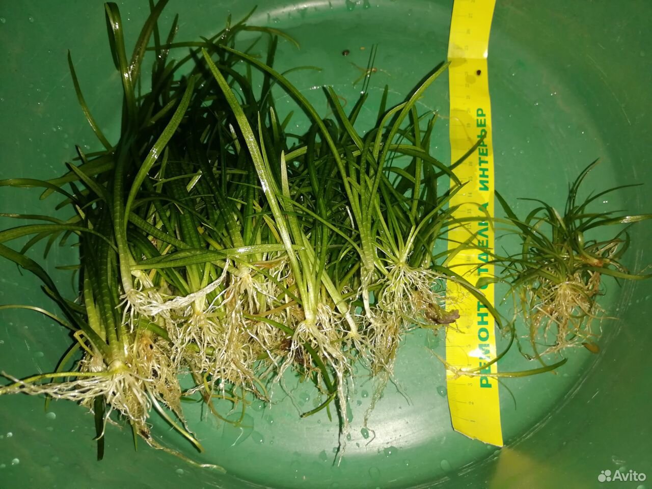 Сагиттария, людвигия и др