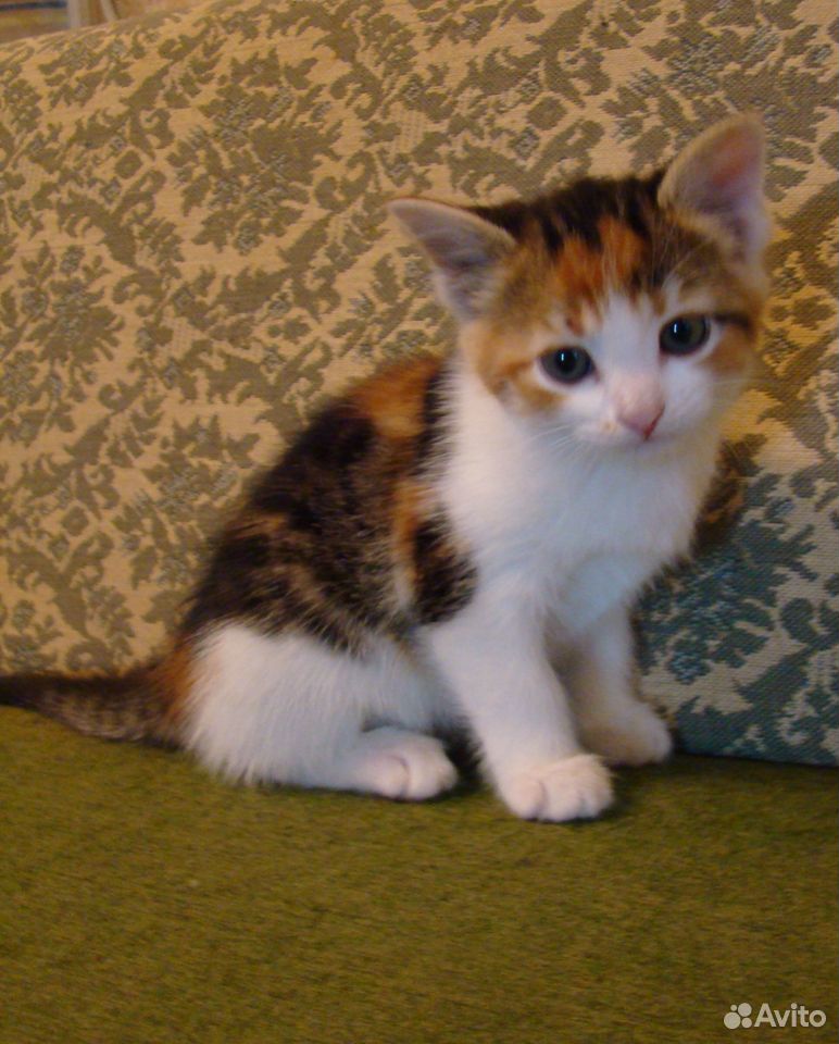 Симпатичную кошечку подарим в добрые руки