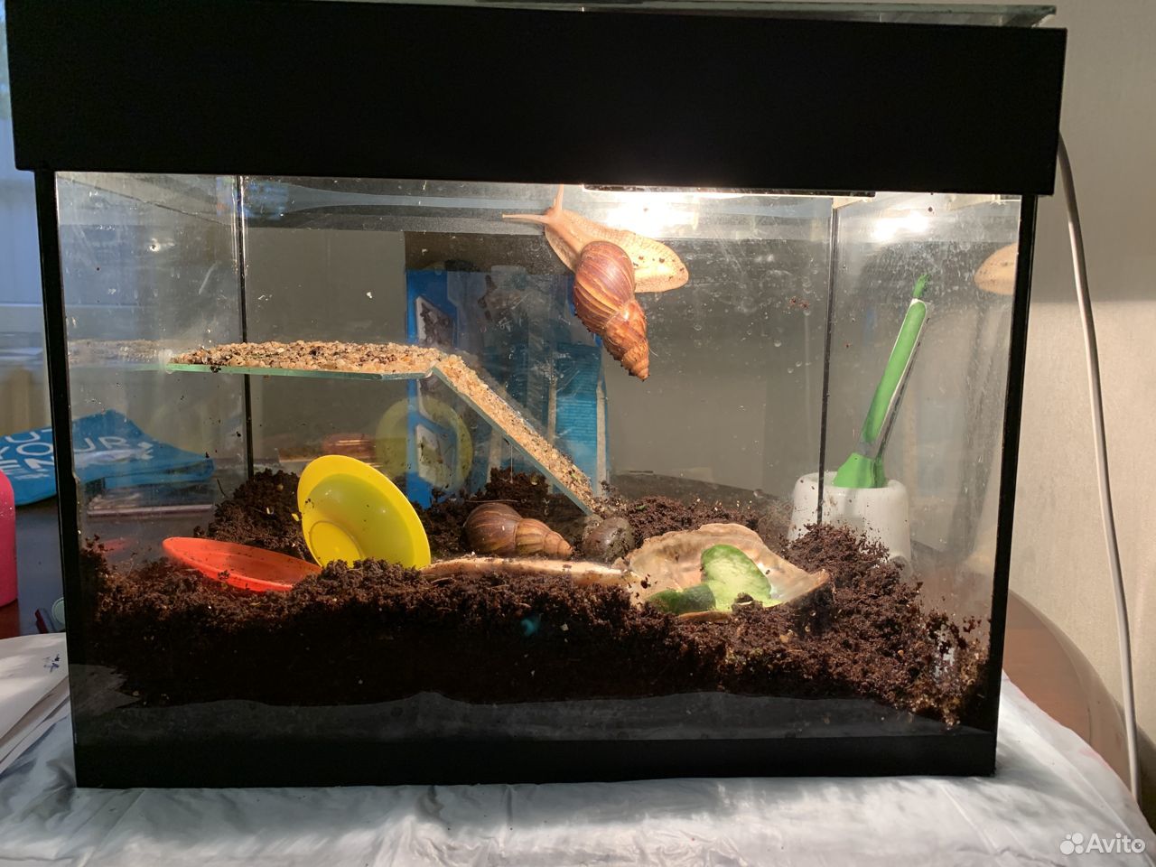 Улитки Ахатины и террариум