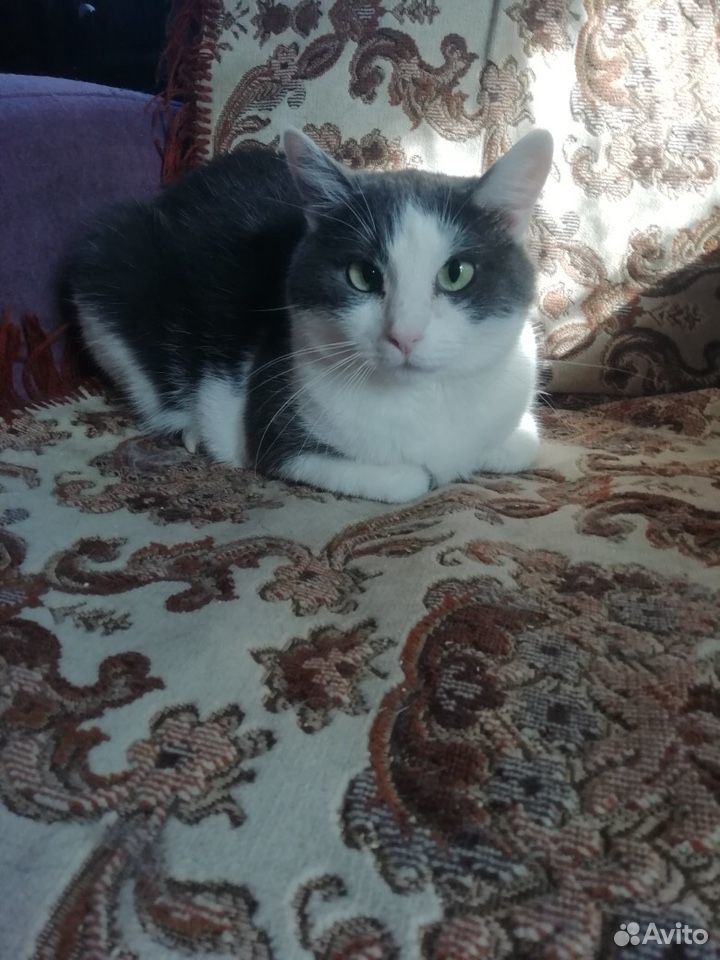 Кошка Кассандра