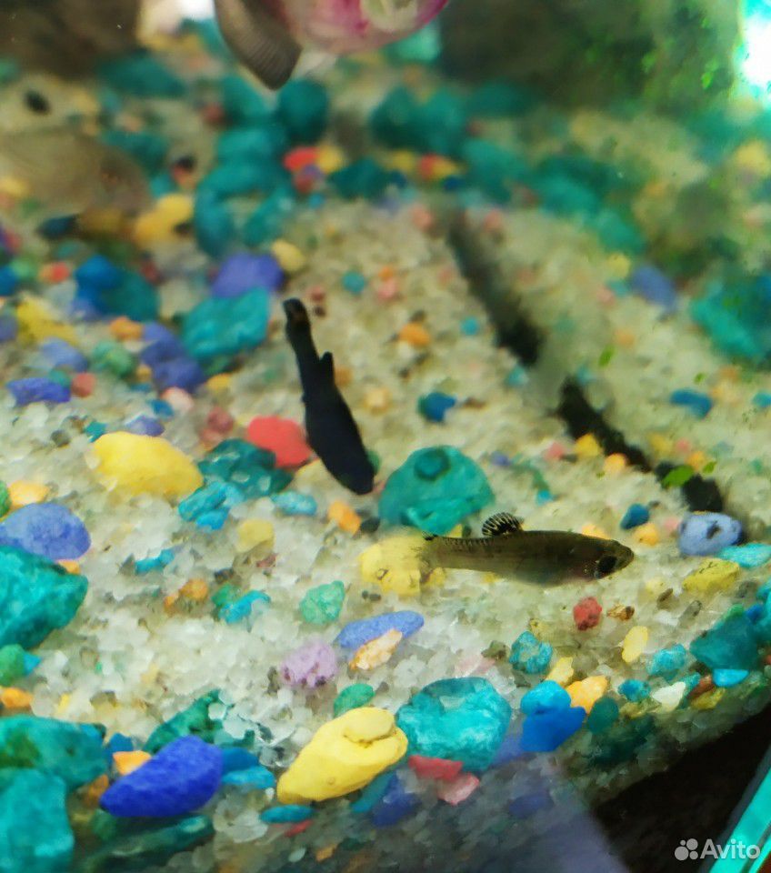 Мальки моллинезии