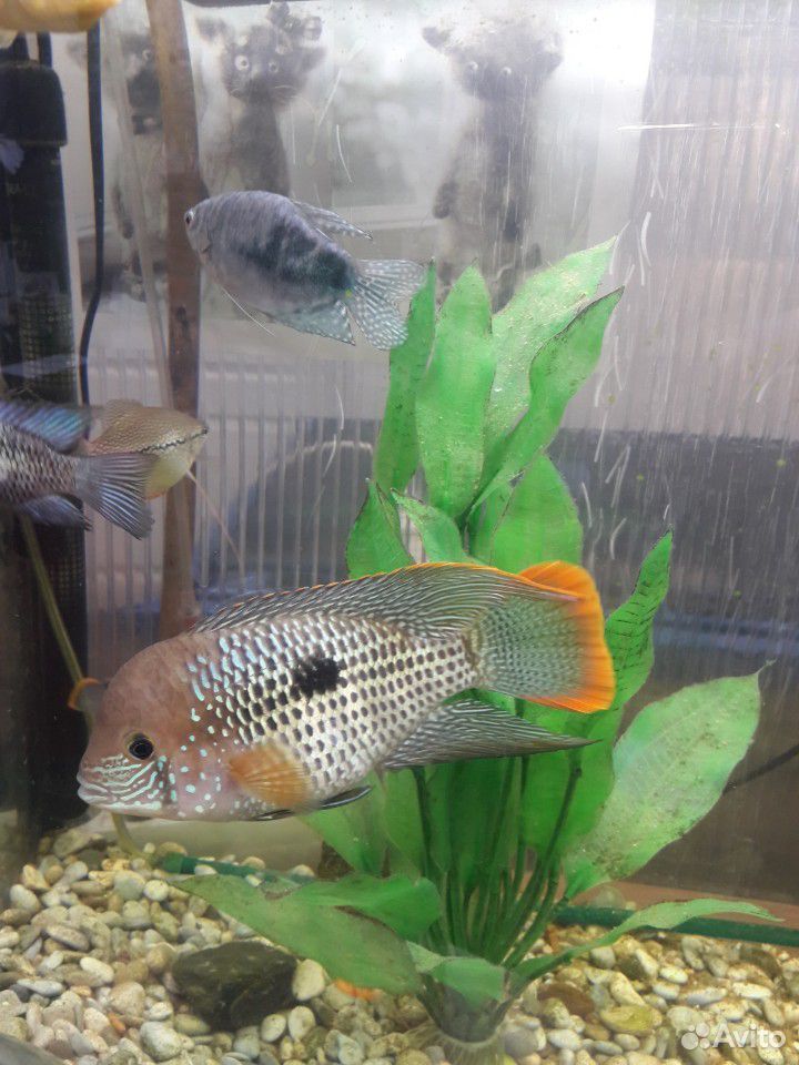Аквариумные рыбки