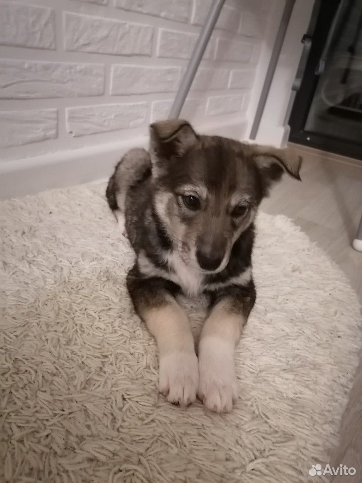 Собака