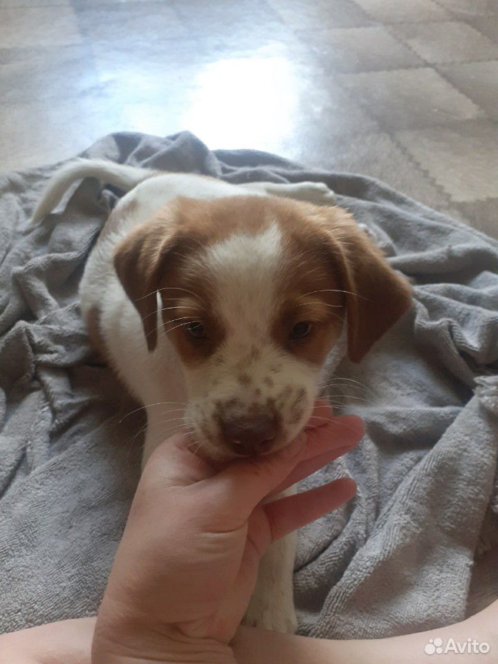 Собака щенок