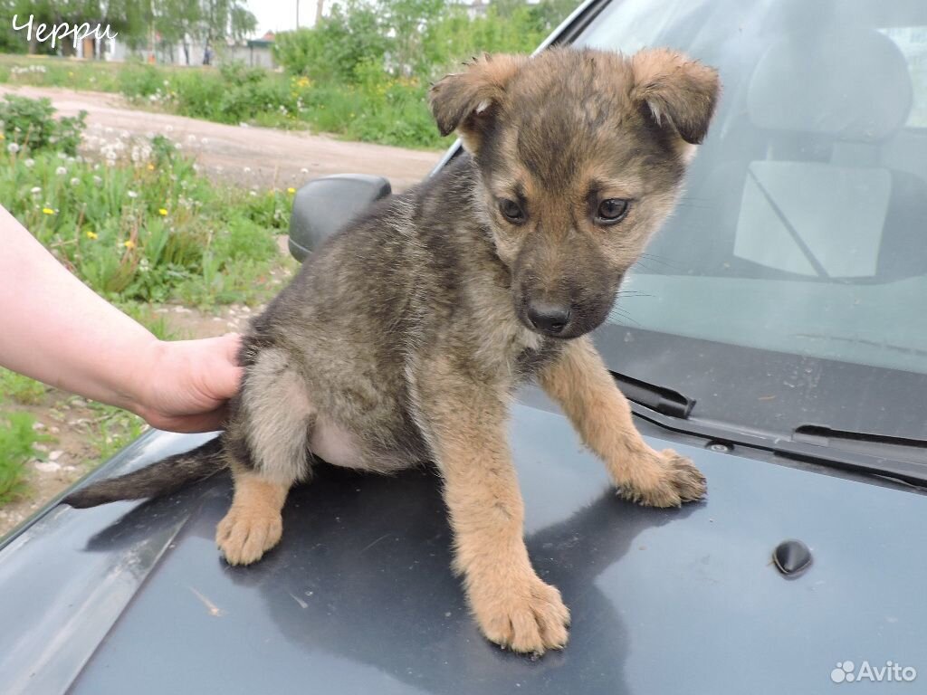 Вео - зонарная девочка
