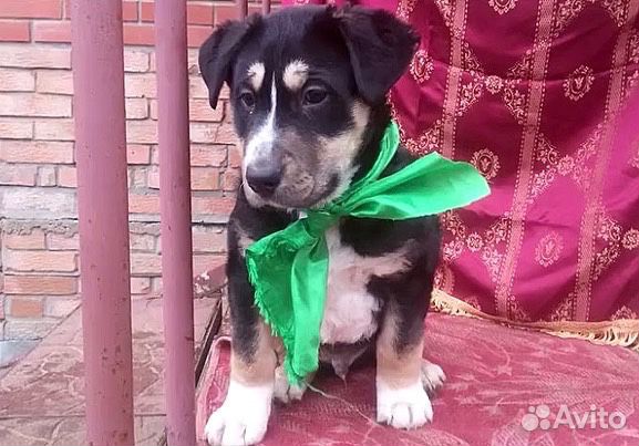 Очаровашка-щенок