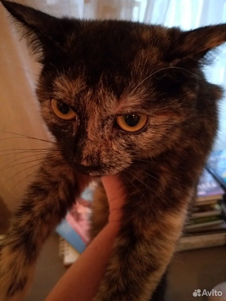 Котенок девочка