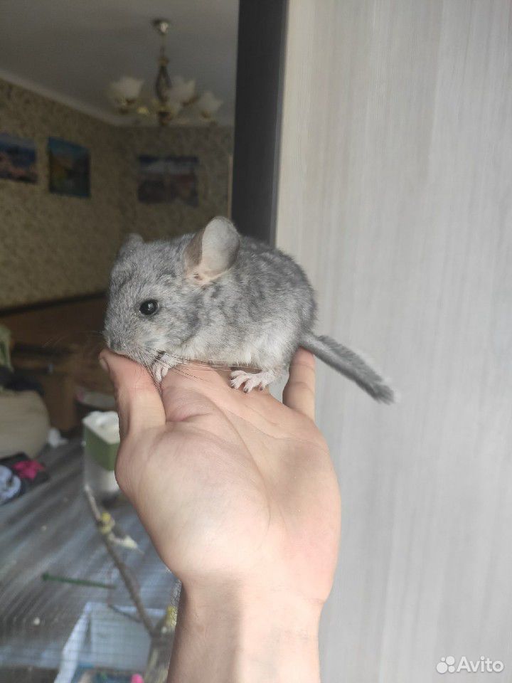 Шиншиллята мальчики