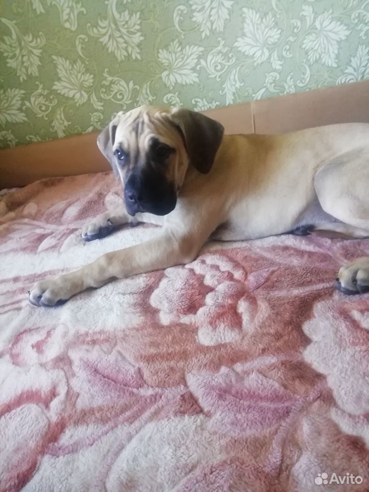 Канарский дог