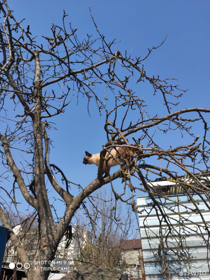 Кот сиамский приглашает кошек