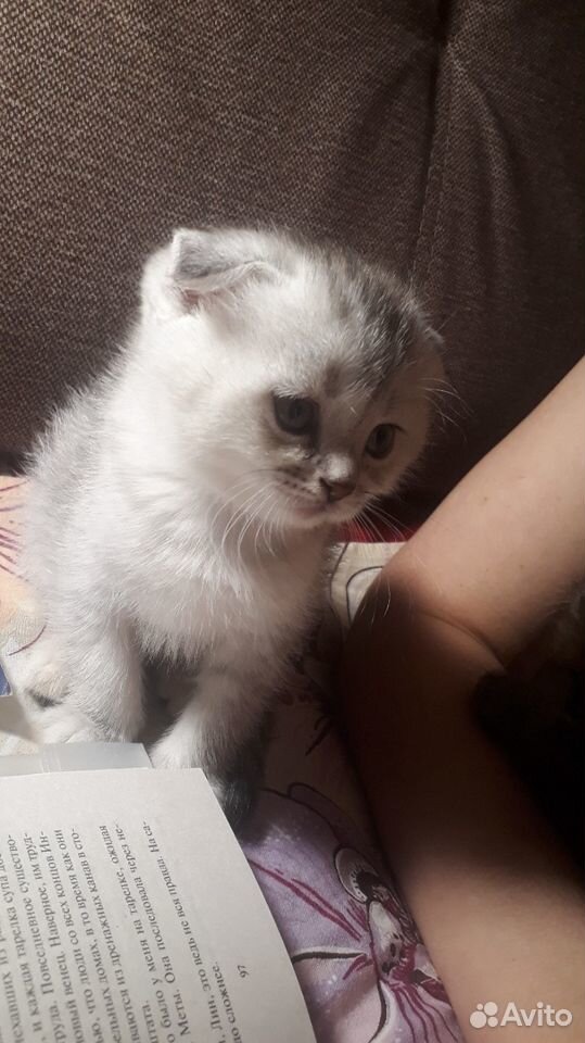 Шотландская вислоухая кошечка Эльза
