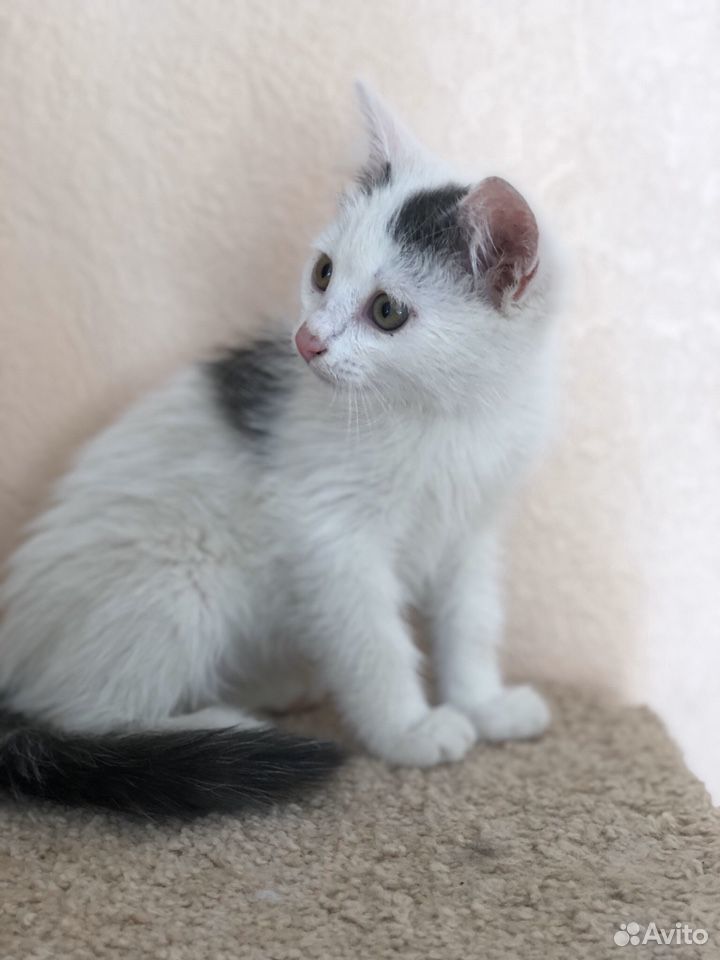 Котик 2,5 мес