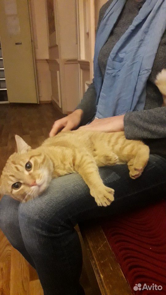 Кот Леопольд
