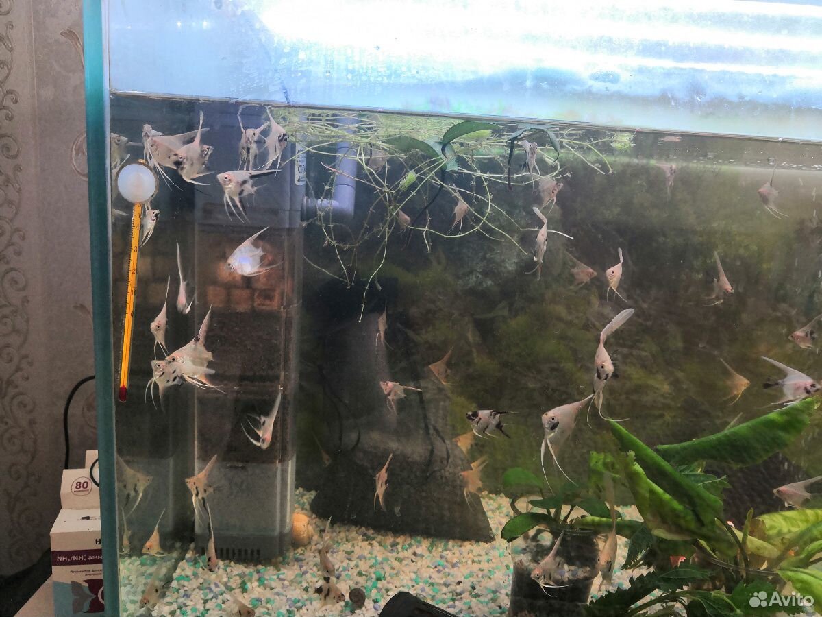 Платиновые скалярии