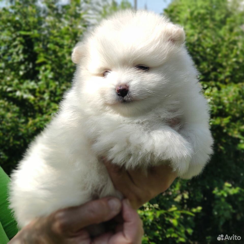 Немецкий шпиц, щенок