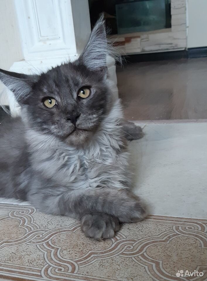 Котик голубой дым