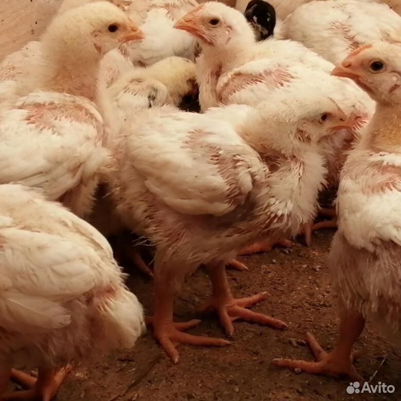 Подрощенные бролеры