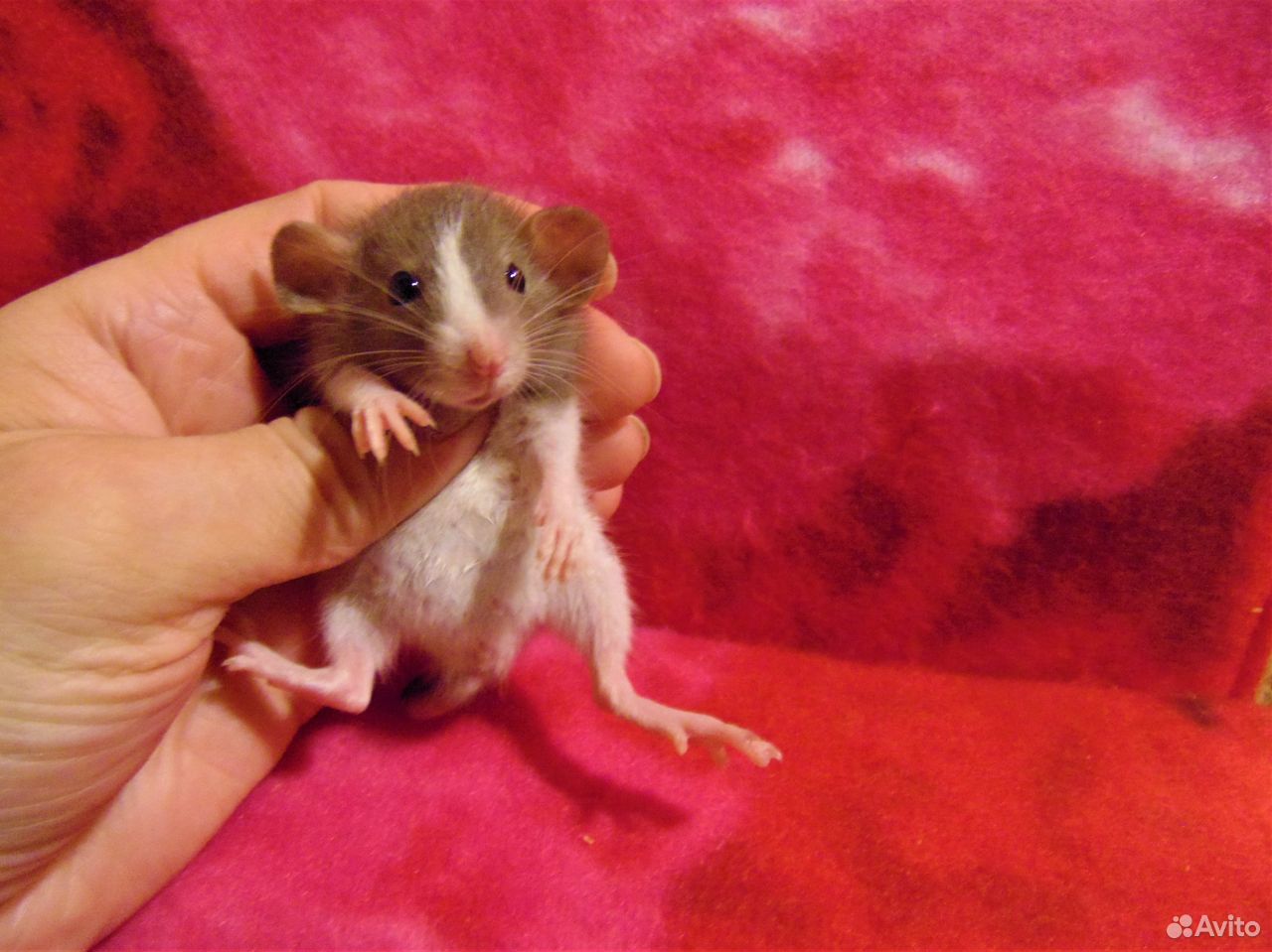 Крысята девочки дамбо, стандарт, клетки, гамаки