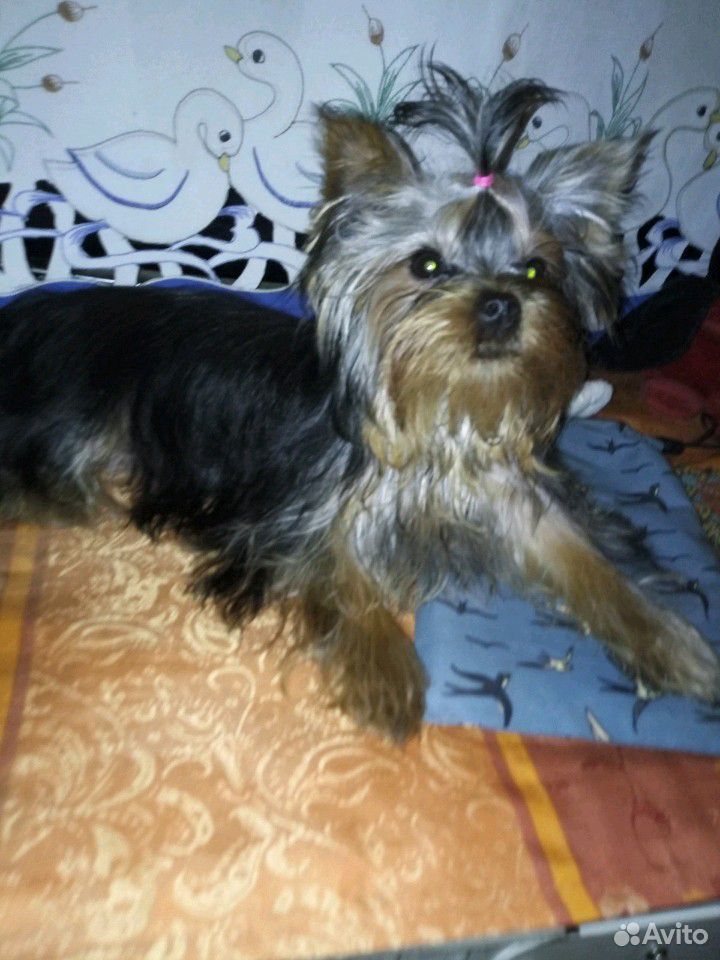 Йорк,очень мини