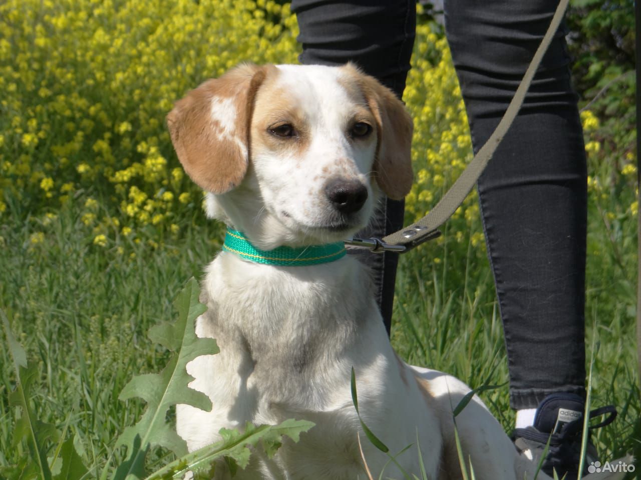 Ищет лучшую семью близкий метис бигля Леся