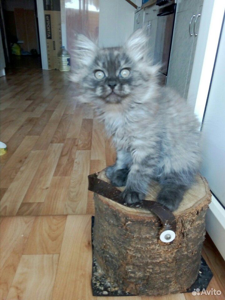 Замечательные 2-х месячные котята от домашней кошк