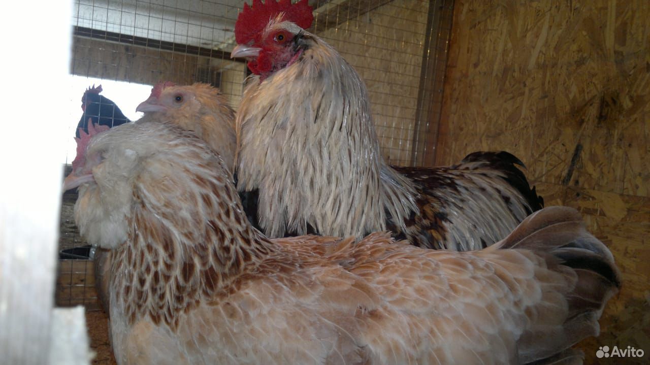 Продам семью породных кур