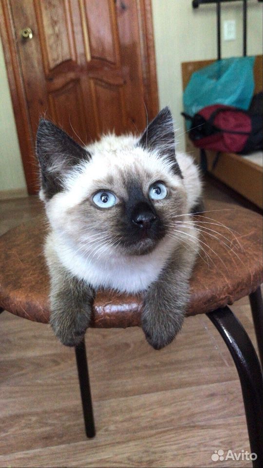 Котёнок 3 месяца
