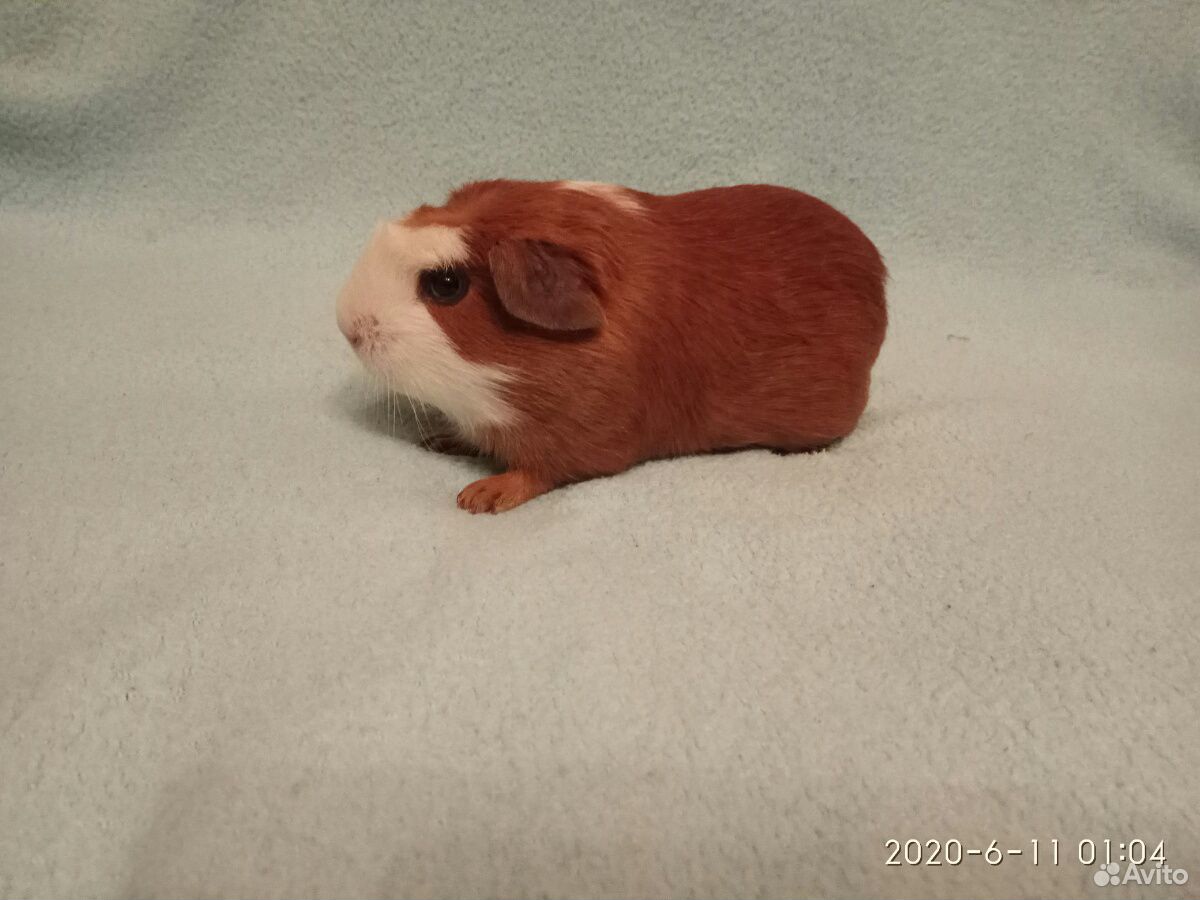 Морская свинка породы крестед