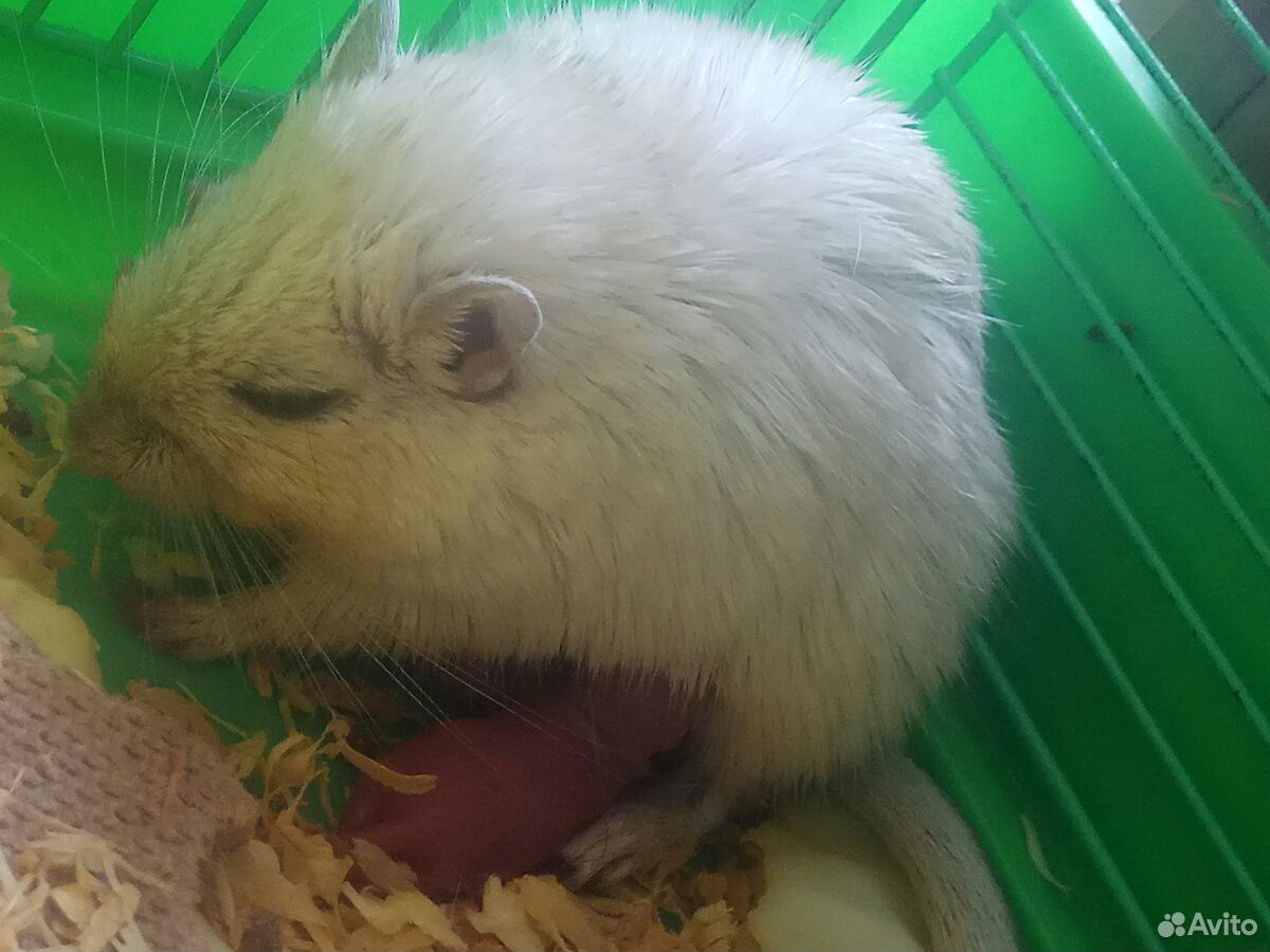 Мышка - Песчанка