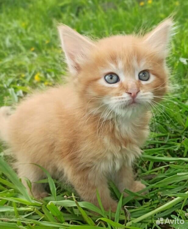 Рыжий котёнок солнышко