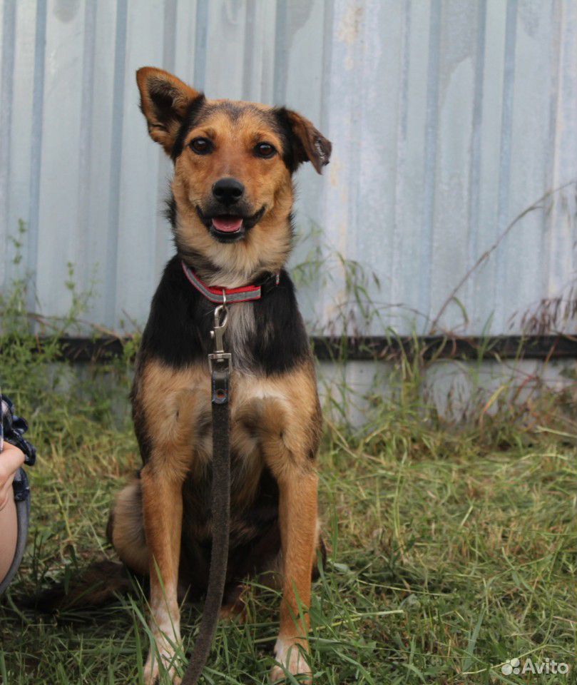 Собачка Роза-Мария в добрые руки