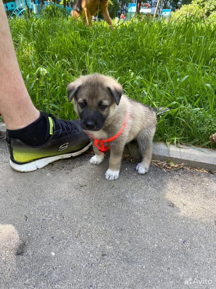 Кавказская овчарка