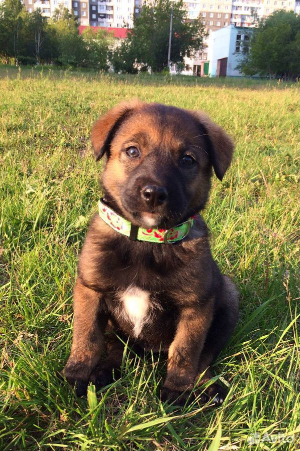 Малышка Руффи ищет дом