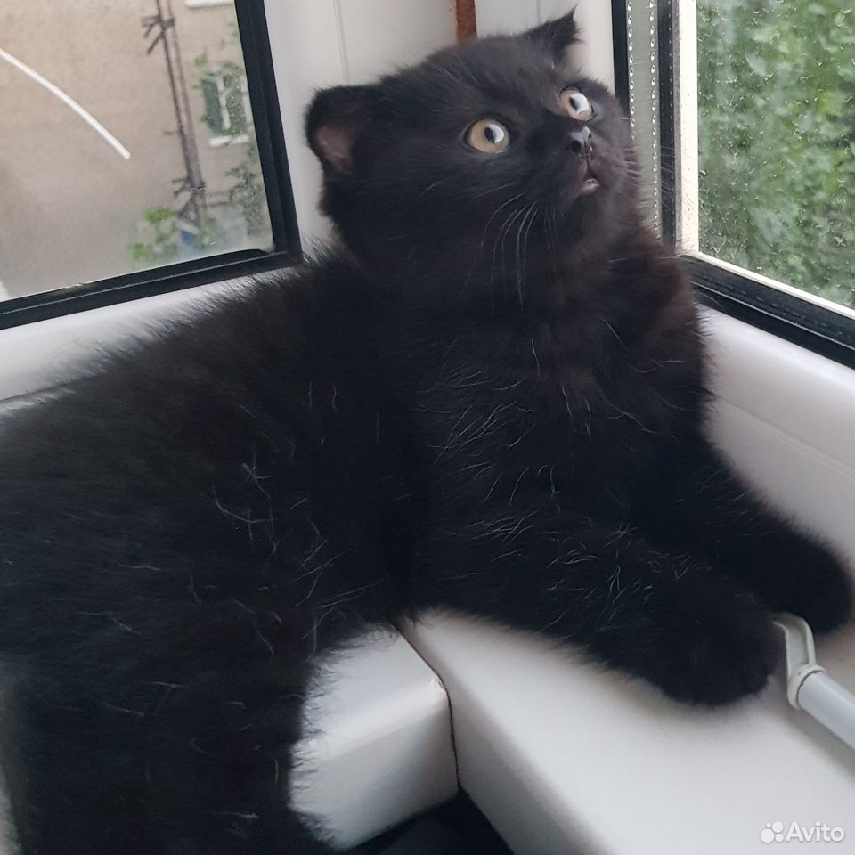 Шотландский вислоухий котик