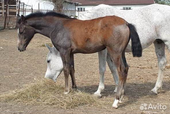 Арабская кобылка 2020