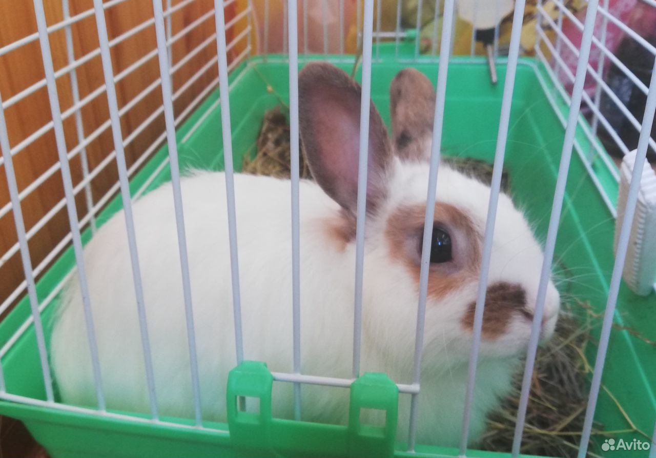 Отдам кролика