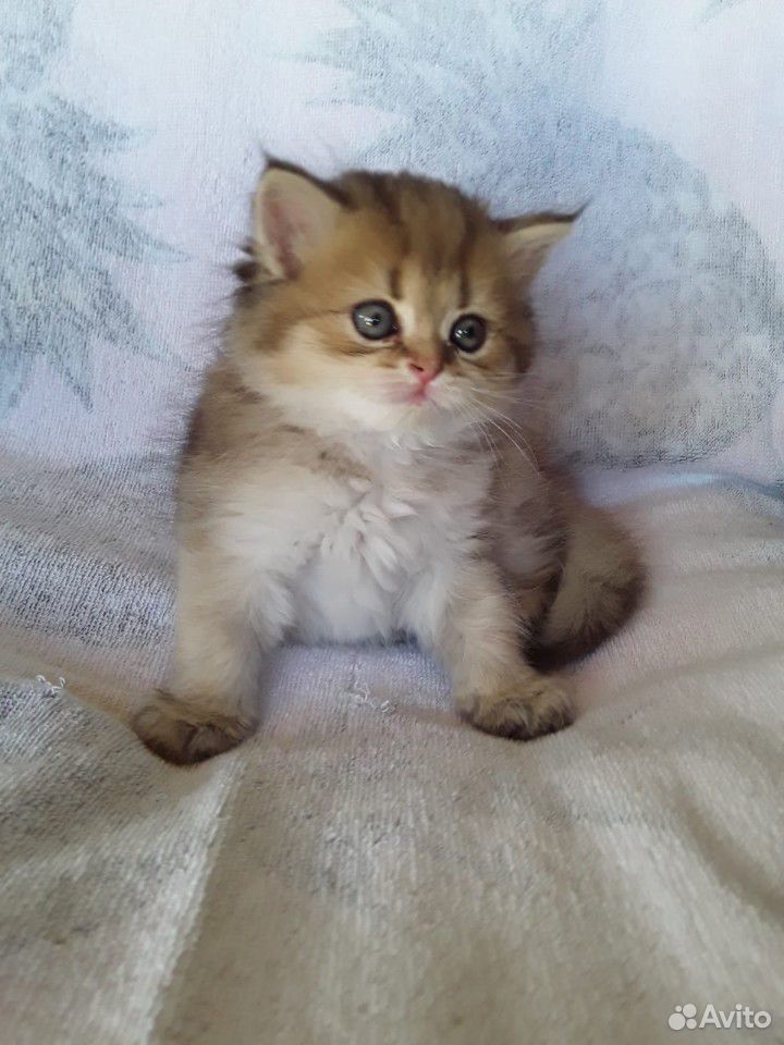 Драгоценные котята