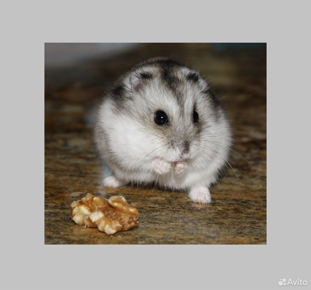 Ручные хомячки