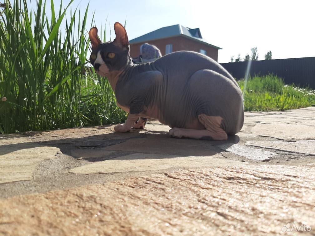 Продам канадского свинкса