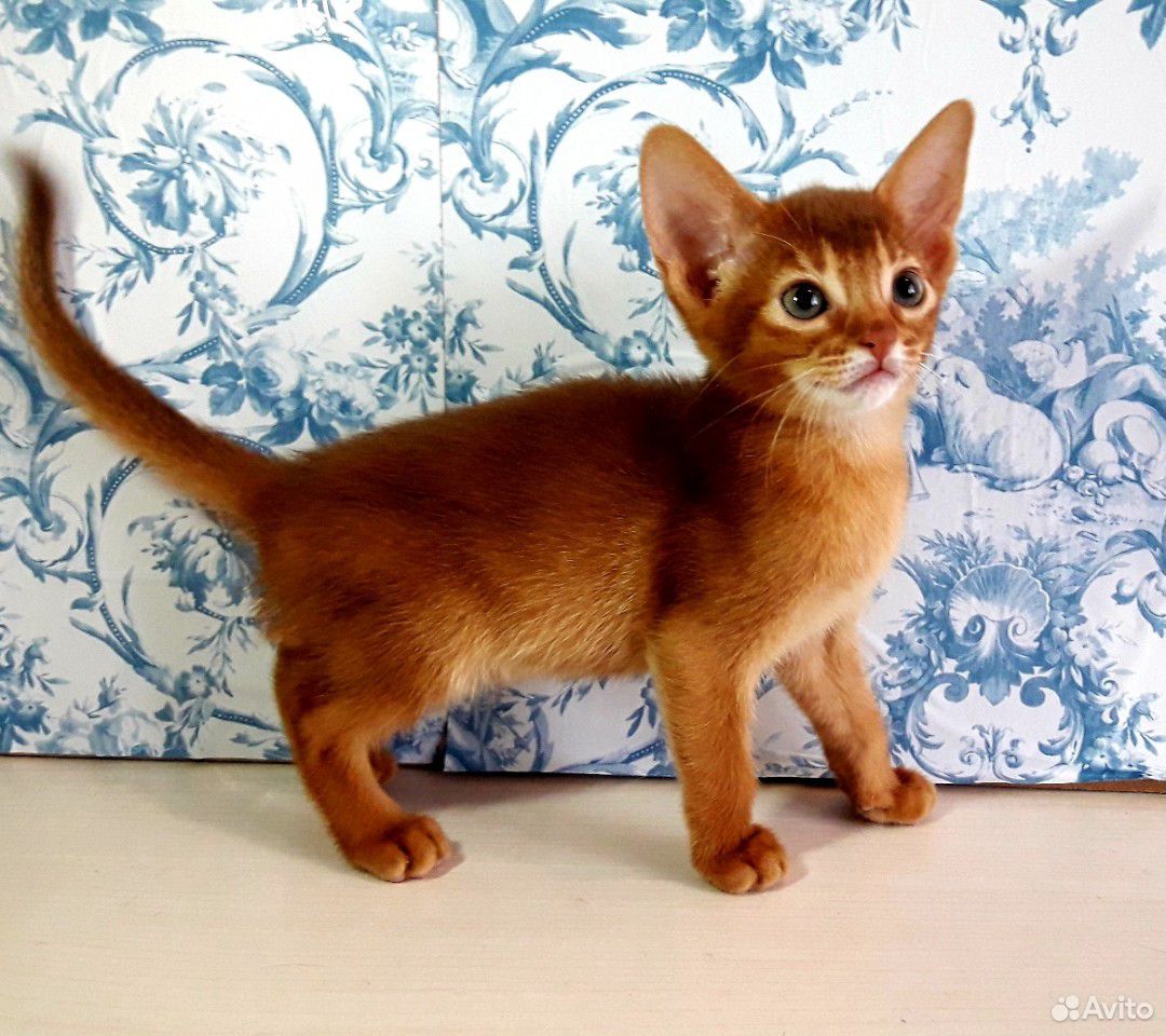 Котята абики